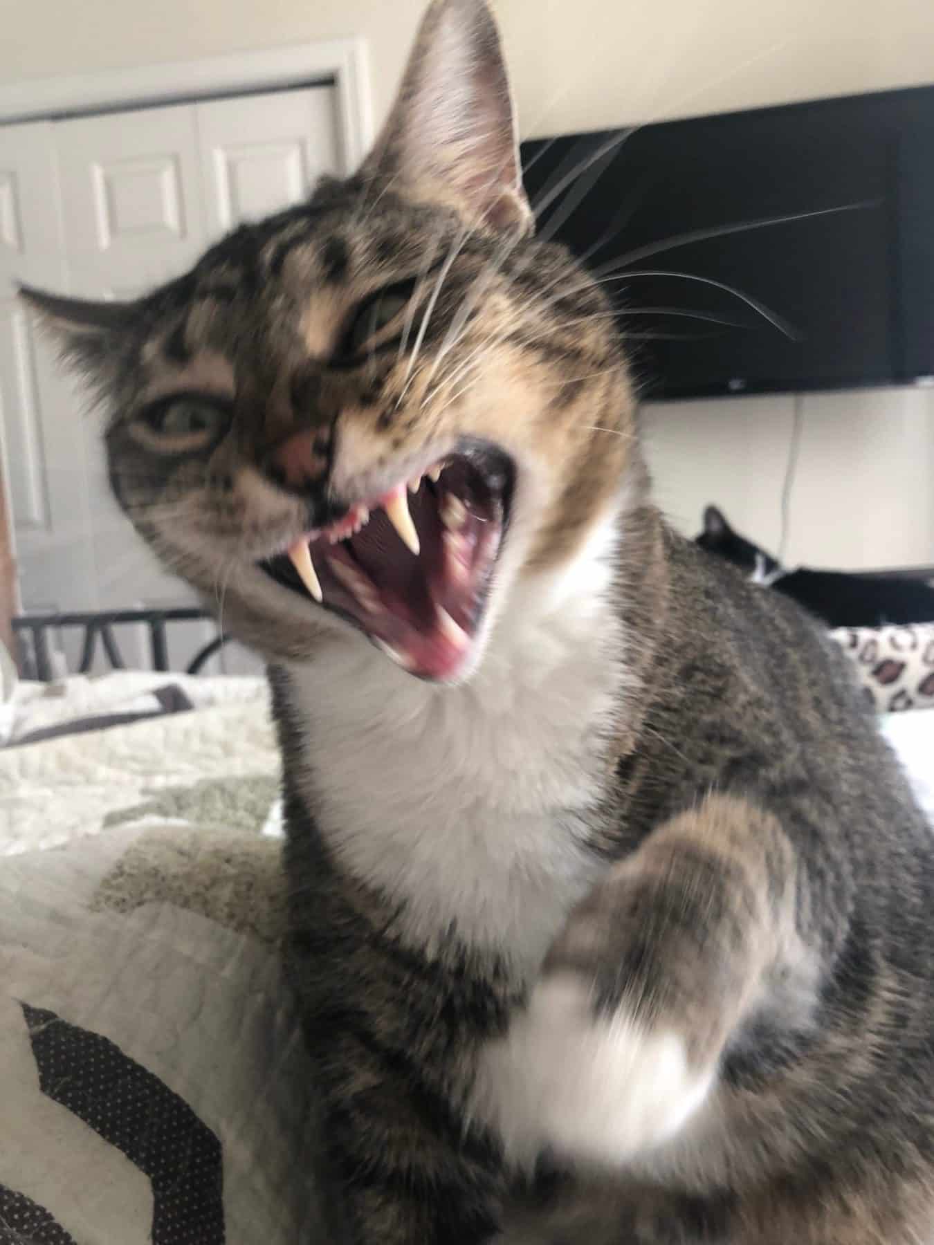 The Cat's Meow and What it Means | Cat Behavior Alliance