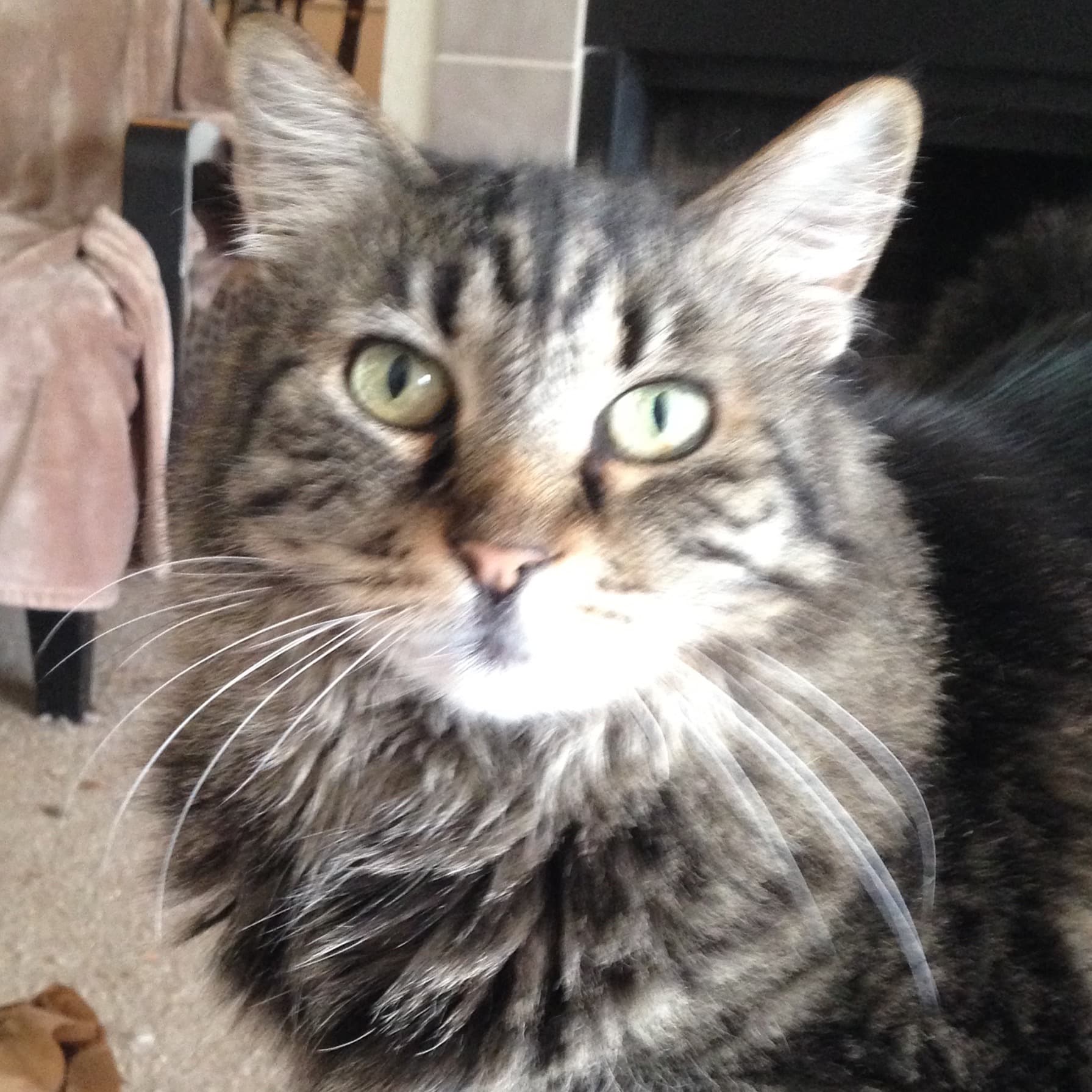 Adopting Adult Cats [choosing the right aged cat for you] | Rita Reimers