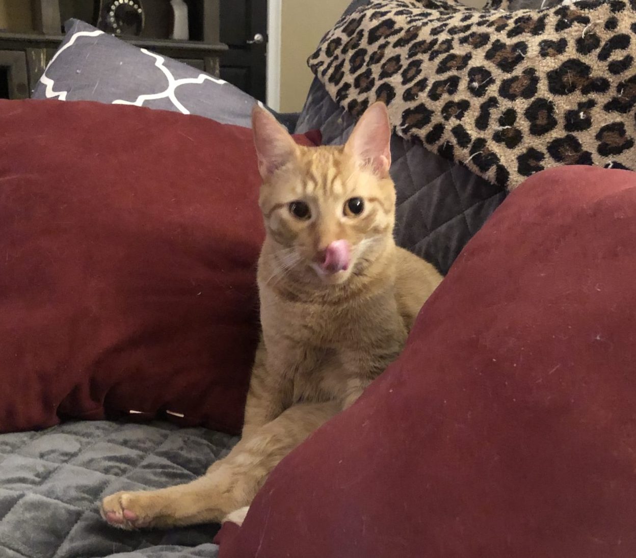 What Your Cat’s Meow Really Means | Cat Behavior Alliance