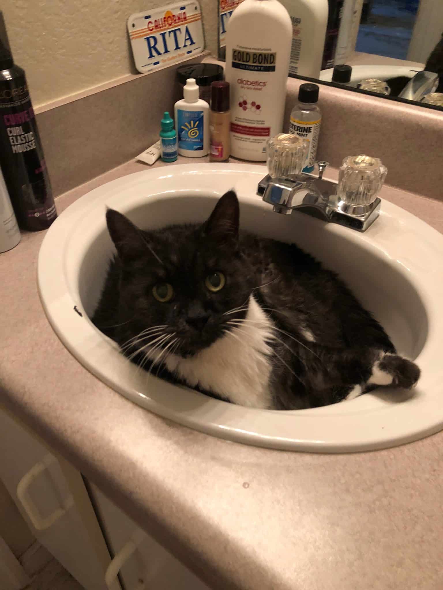 Cat Behavior Explained A Guide To Cat Behavior