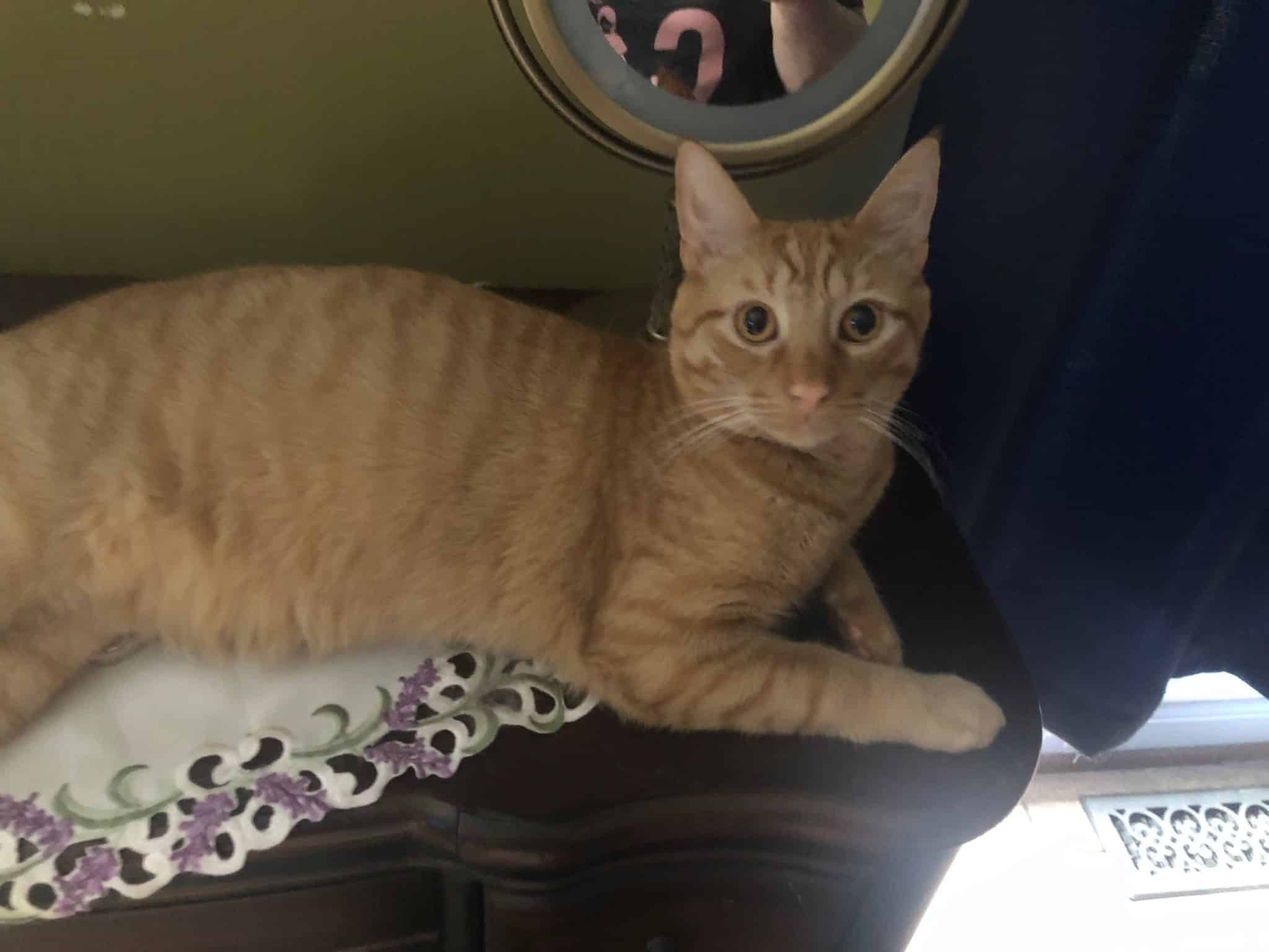 My Kitten Bites! Rita Reimers helps you raise well-adjusted cats