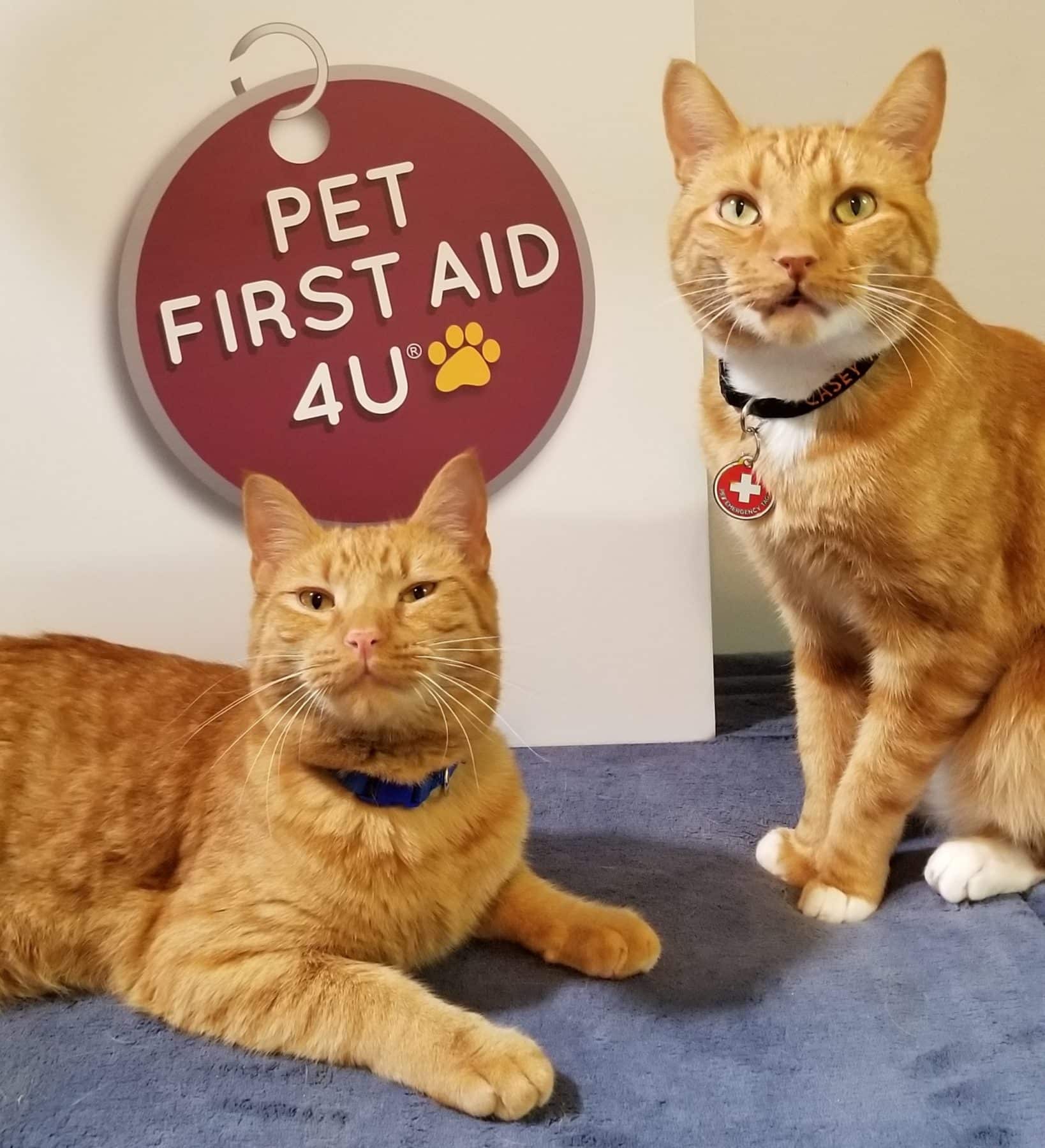 Learn Pet First Aid for Cats | Cat Behavior Tips by Rita Reimers