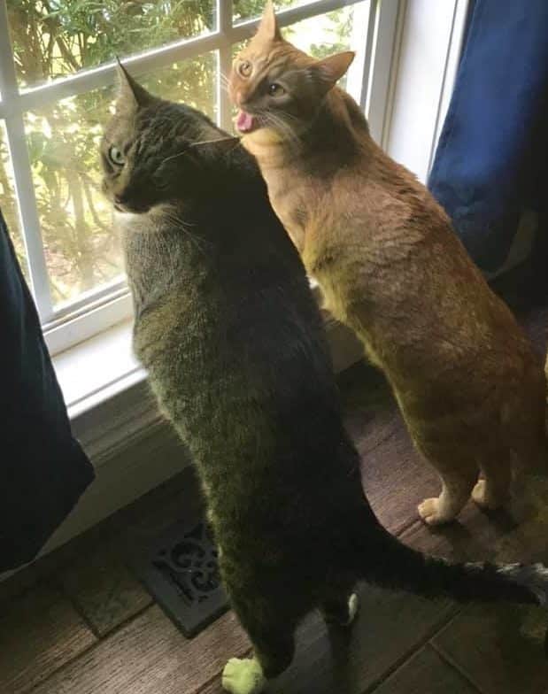 The Cat's Meow and What it Means | Cat Behavior Alliance