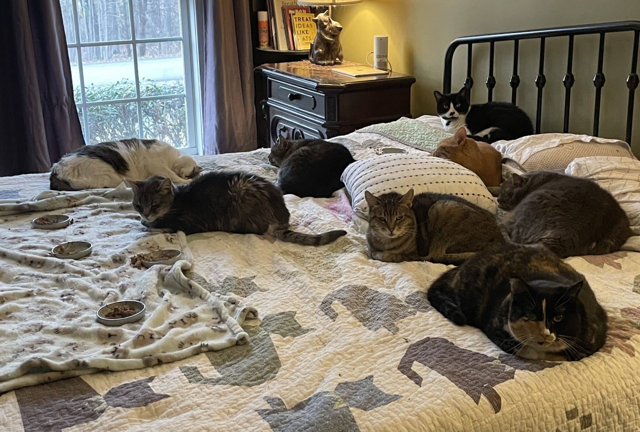Life with Multiple Cats | Cat Behavior Tips by Rita Reimers