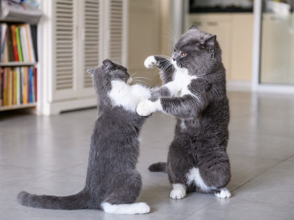 My Cats Are Fighting: Causes and Solutions
