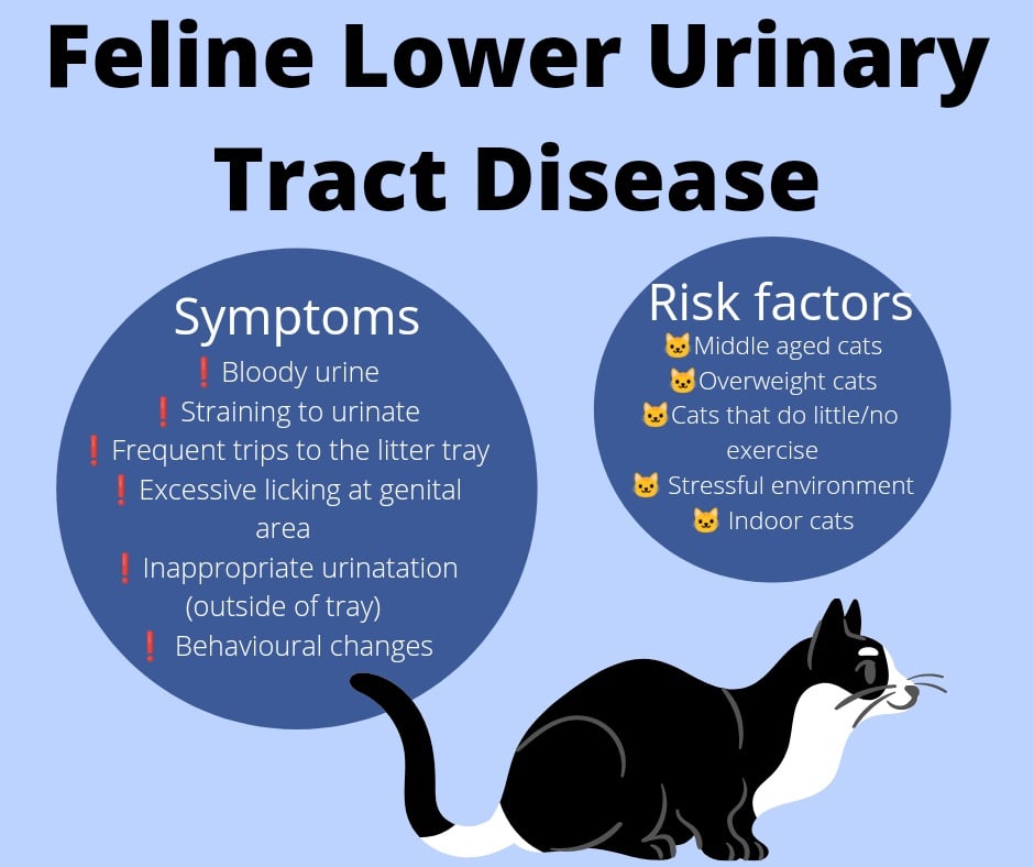 FLUTD in Cats | Litter Box Avoidance