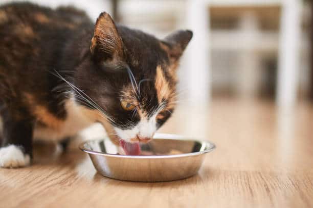 Senior Cat Eating Habits - America's Cat Behaviorist, Rita Reimers