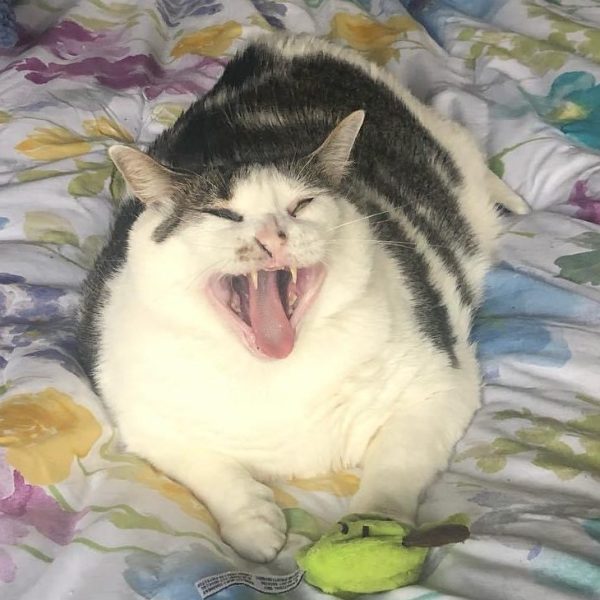 The Cat's Meow and What it Means | Cat Behavior Alliance