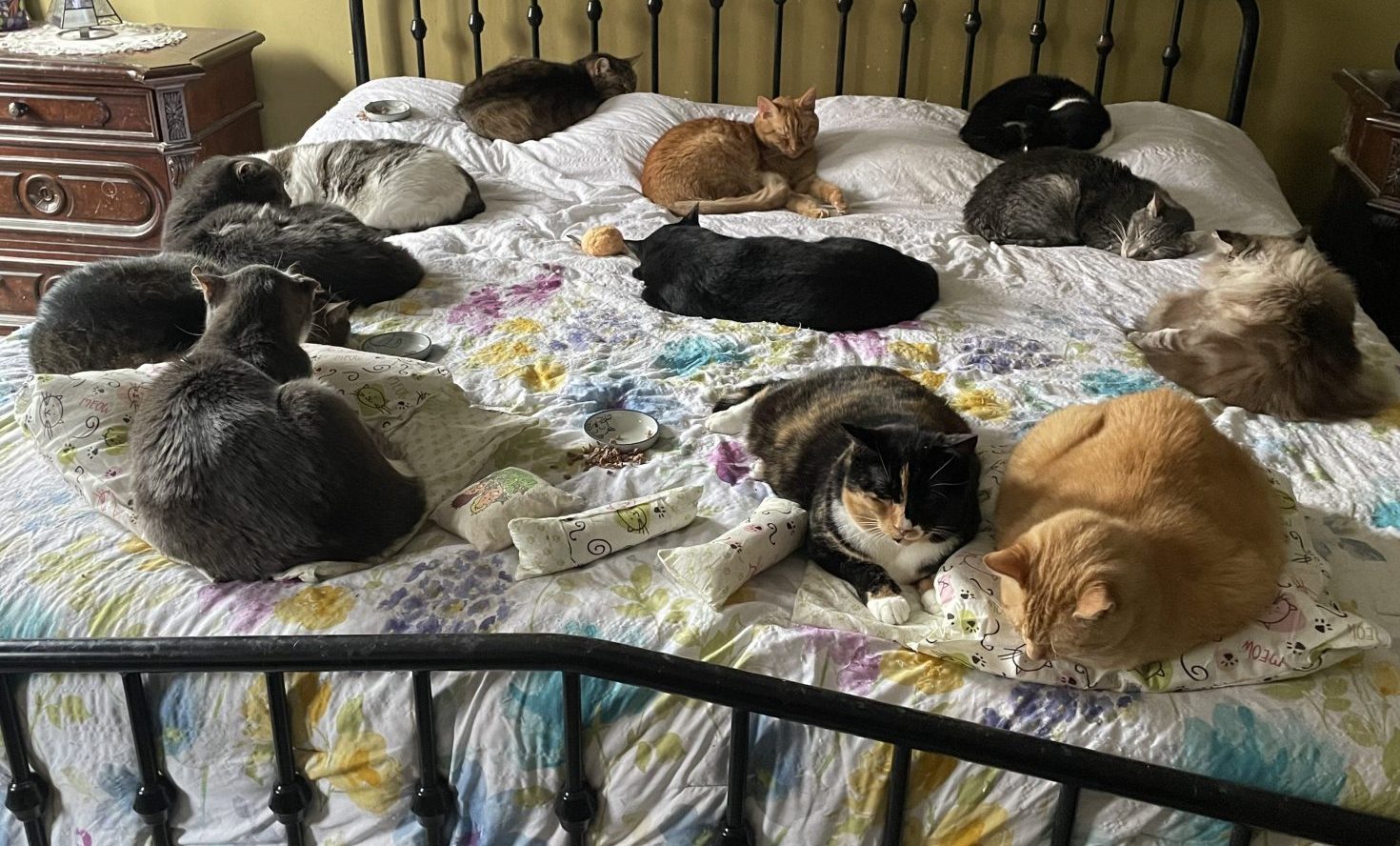 The Multi-Cat Household Guide | Cat Behavior Tips by Rita Reimers