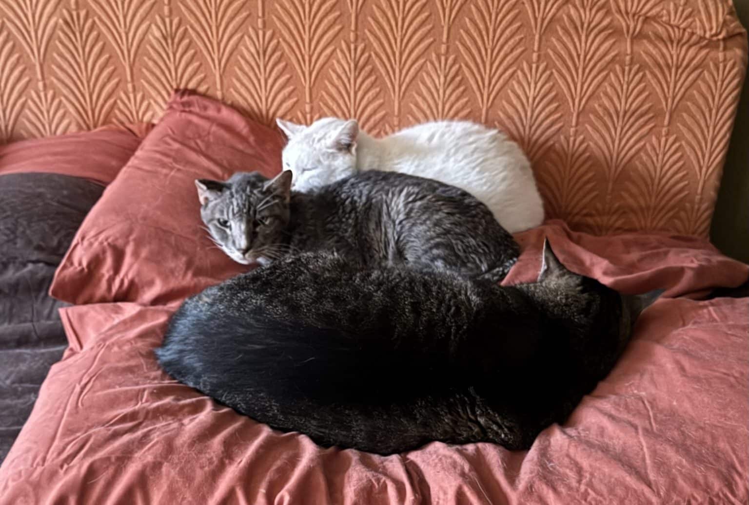 Life with Multiple Cats | Cat Behavior Tips by Rita Reimers