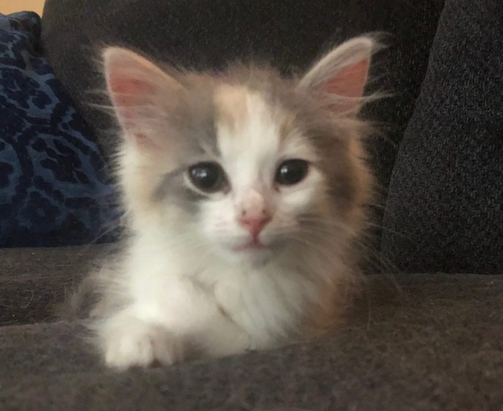 The Cat's Meow and What it Means | Cat Behavior Alliance