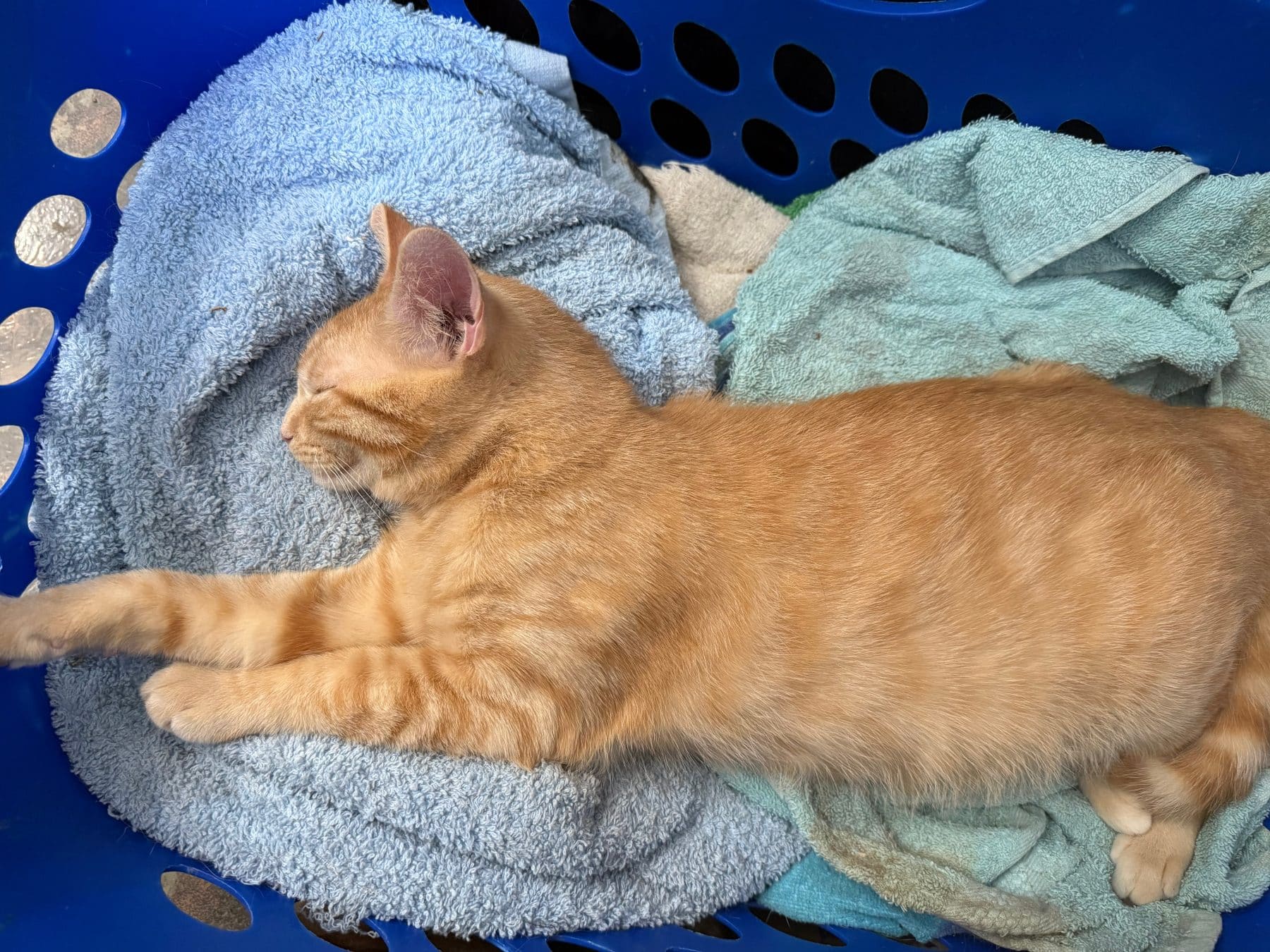 Spring Cleaning with Cats | Cat Behavior Tips by Rita Reimers