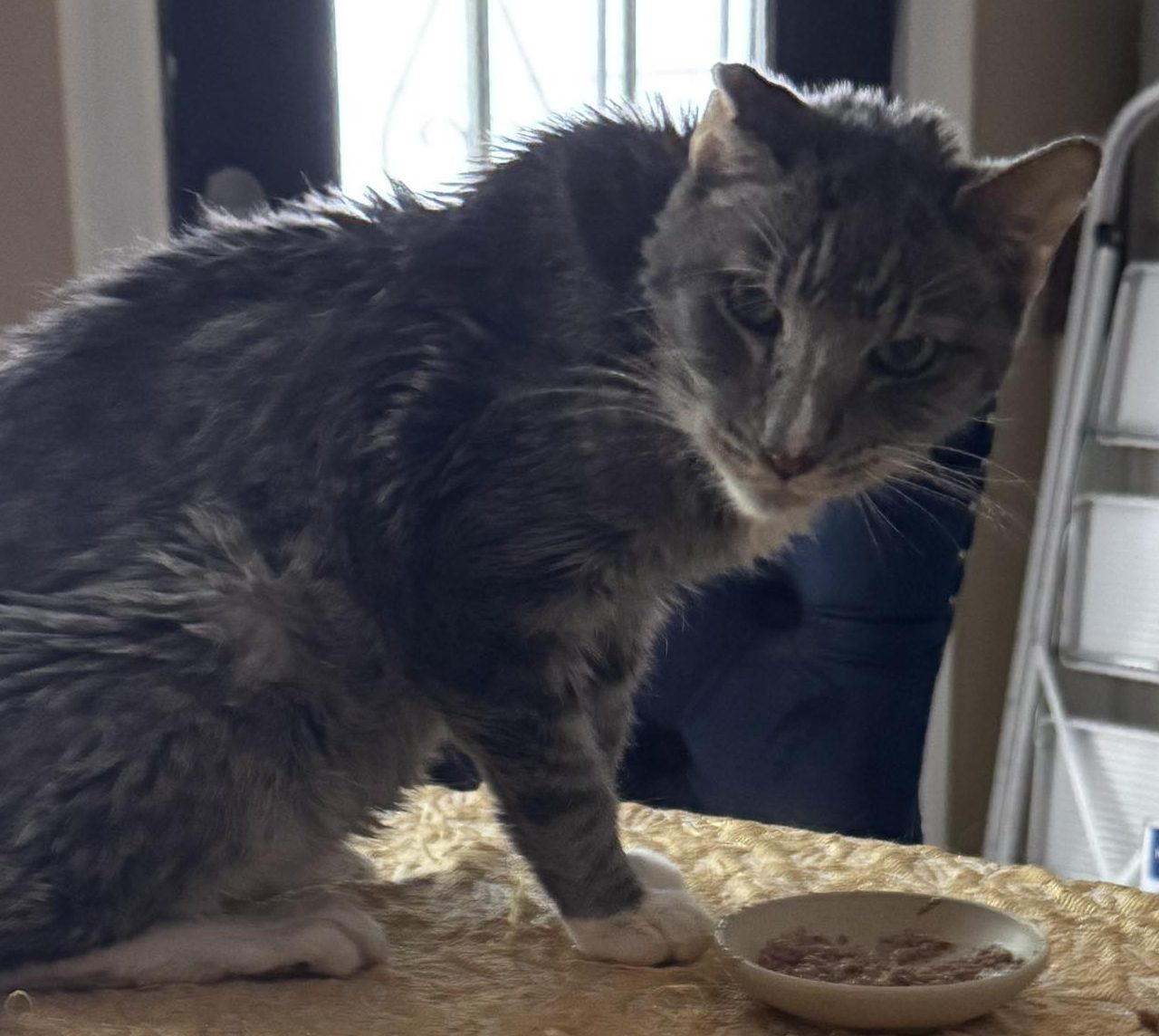 Have a Cat with Mouth Pain | What to Feed