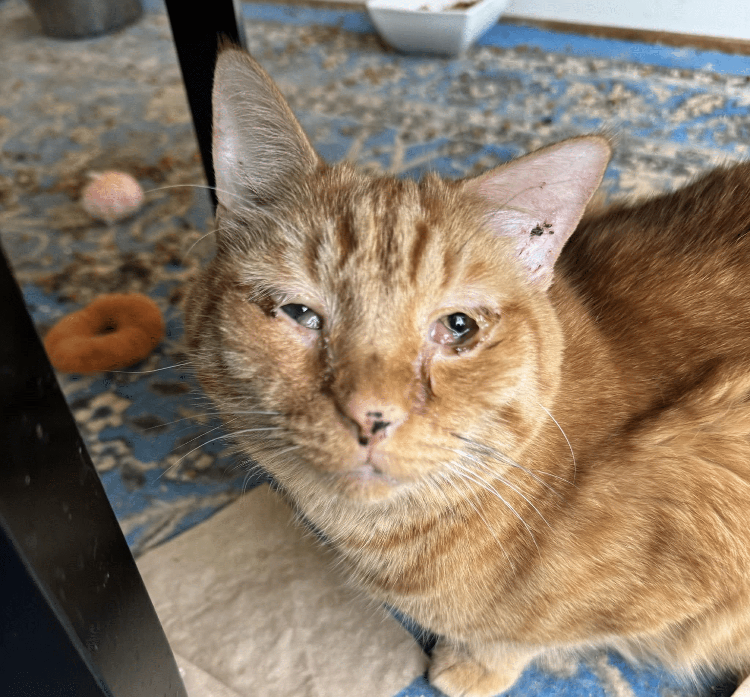 Why Cats Wink and Blink - My own experience